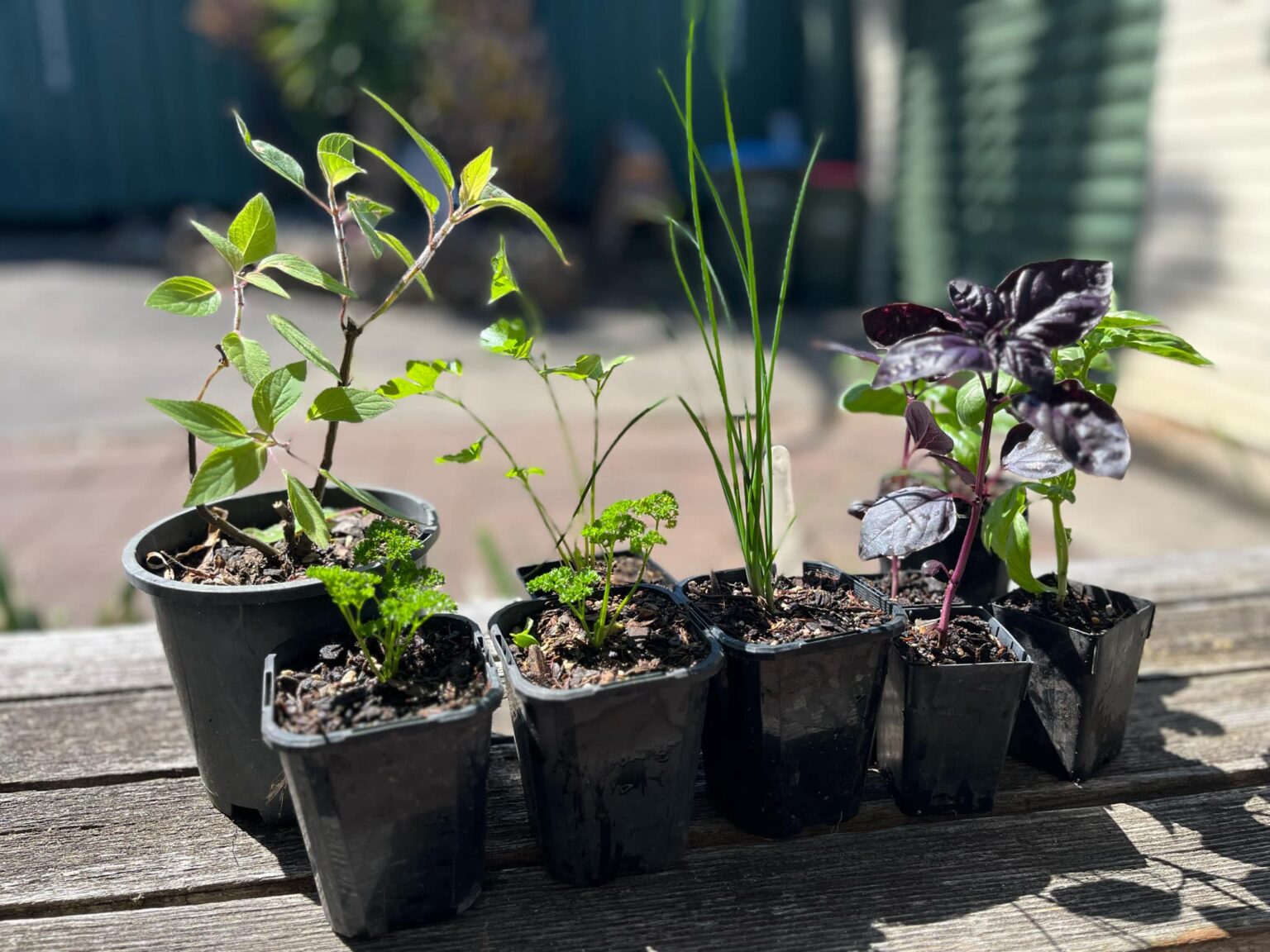 Whenu - Overview of Waiheke Island