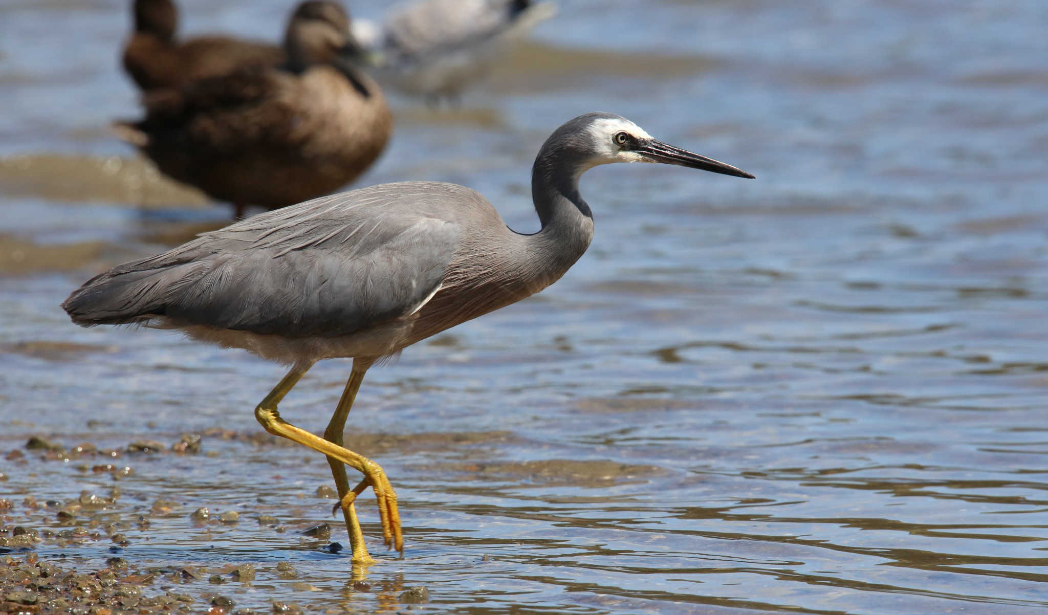 White Faced Heron - Overview of Waiheke Island