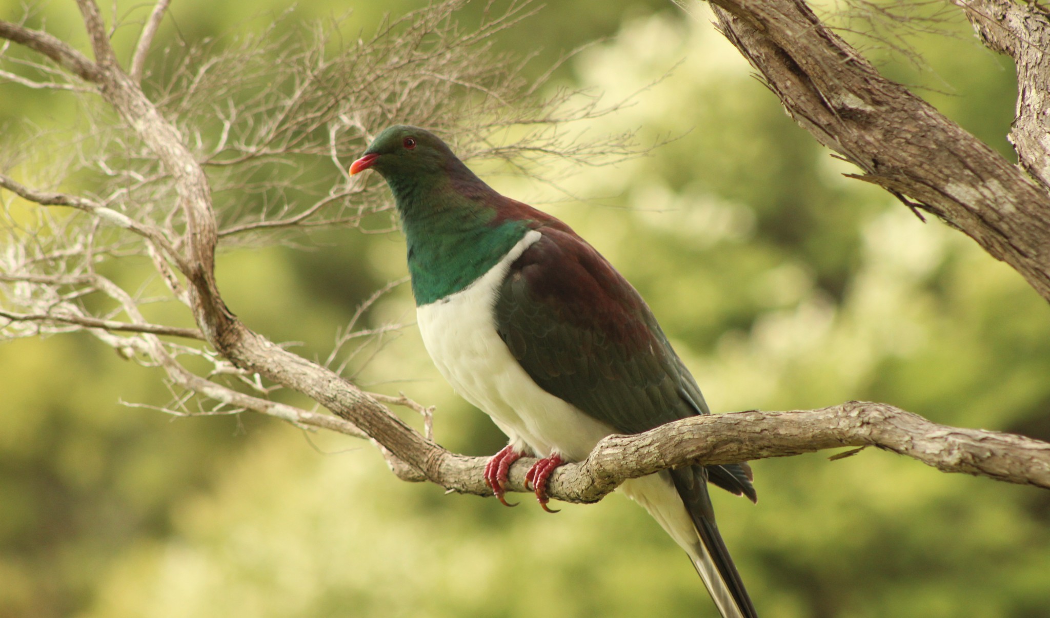 Wood Pigeon - Overview of Waiheke Island