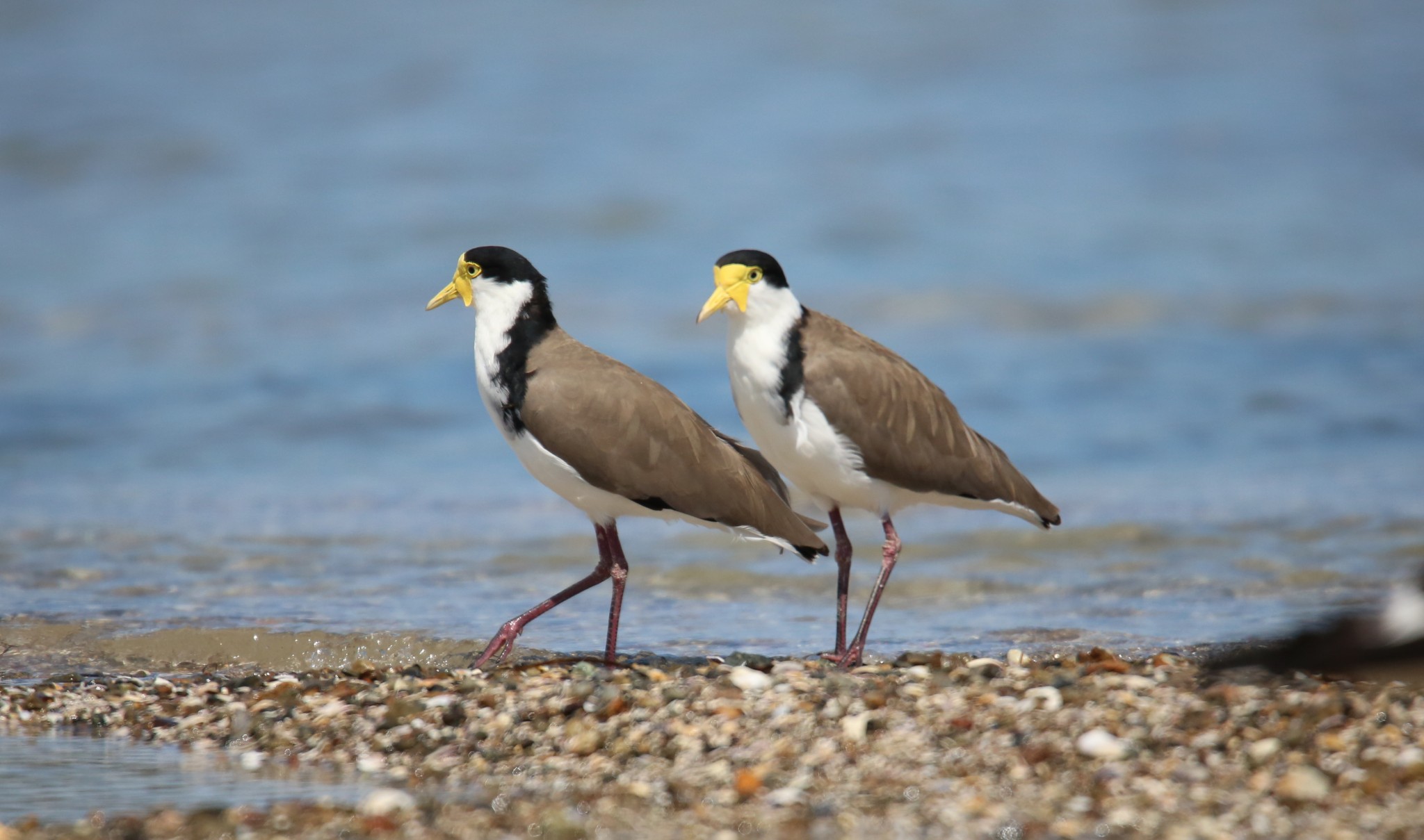 Spur-winged Plover - Overview of Waiheke Island