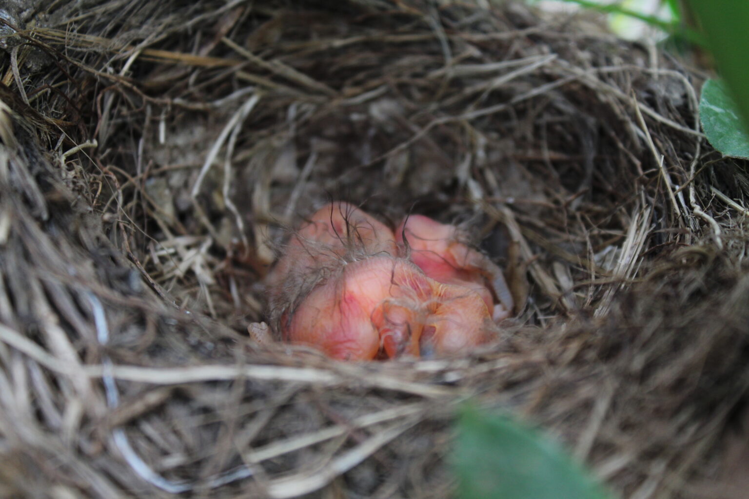 Thrush - Overview of Waiheke Island