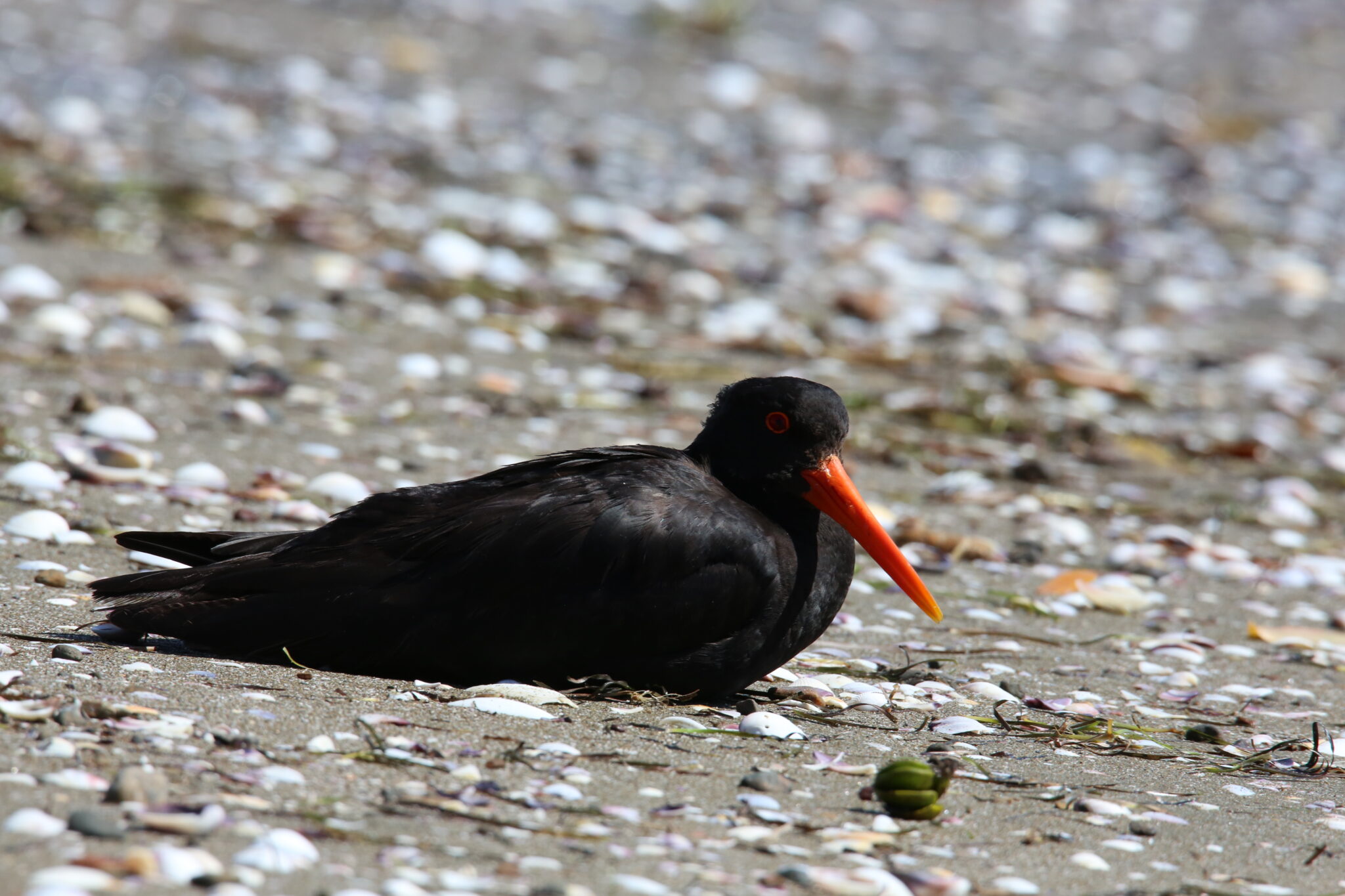 Variable Oyster Catcher - Overview of Waiheke Island