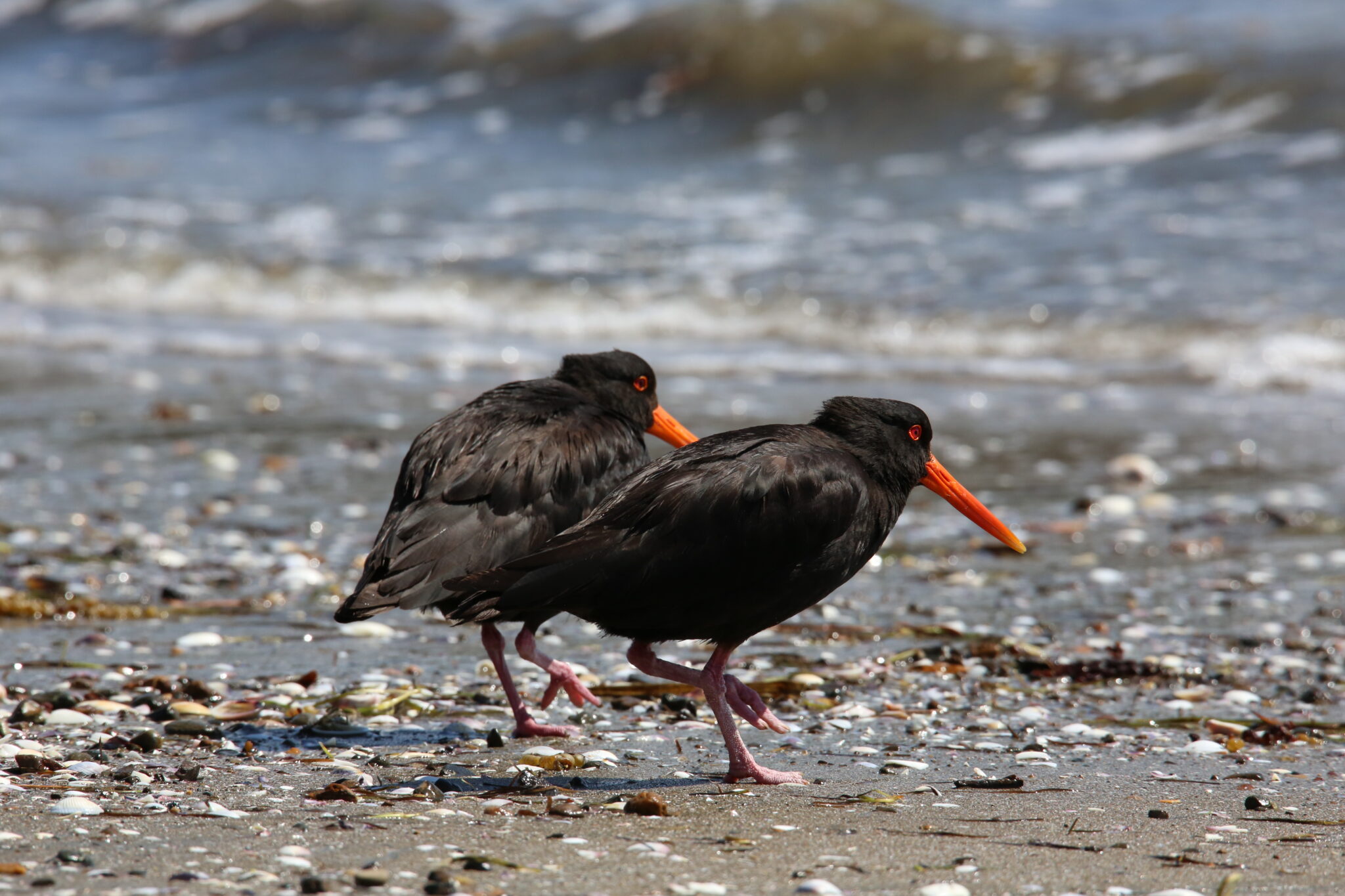 Variable Oyster Catcher - Overview of Waiheke Island