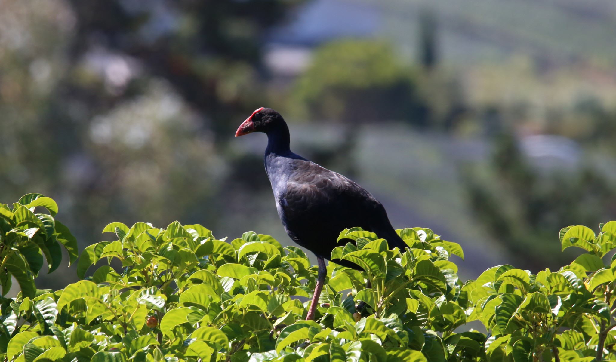 Pūkeko - Overview of Waiheke Island