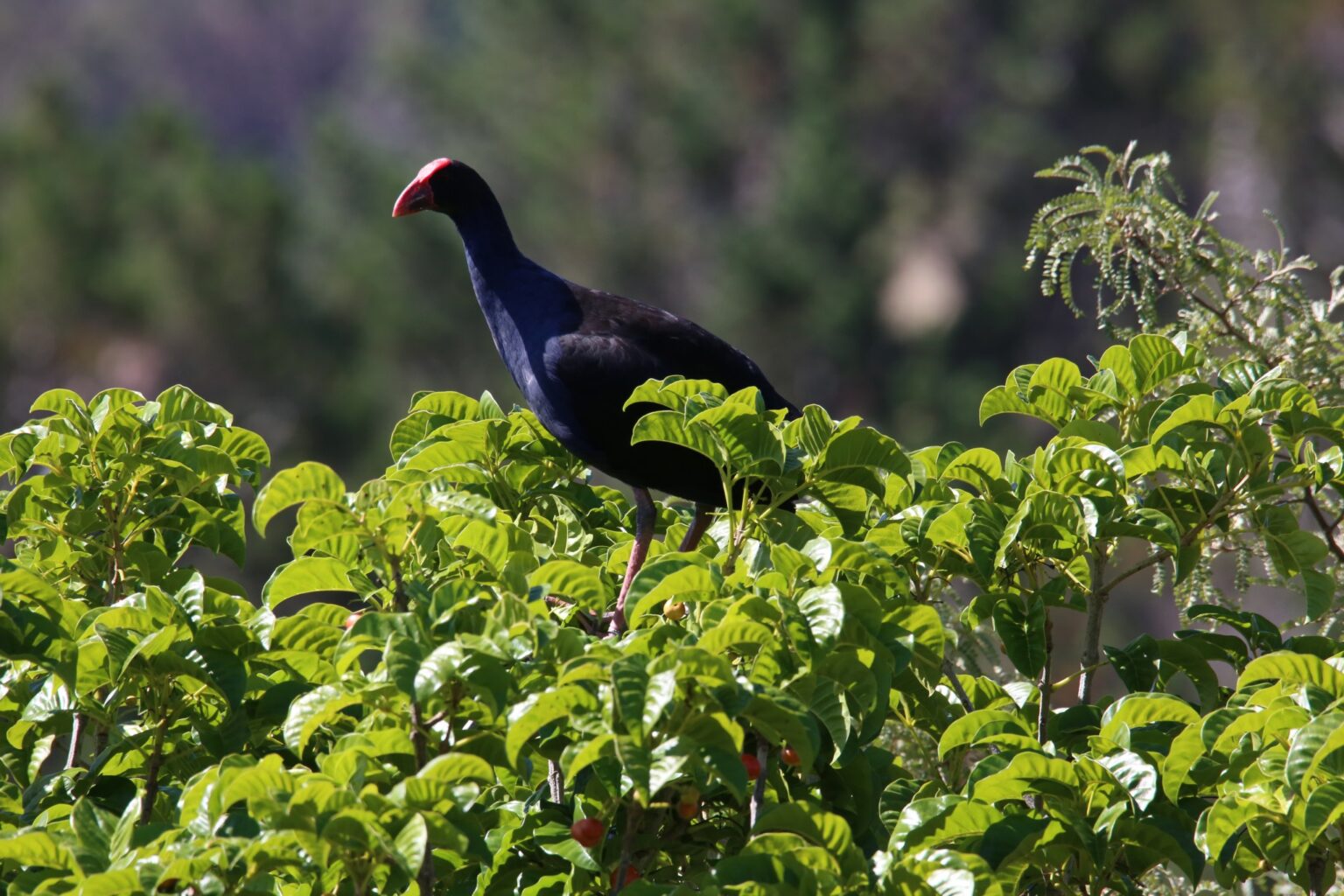 Pūkeko - Overview of Waiheke Island