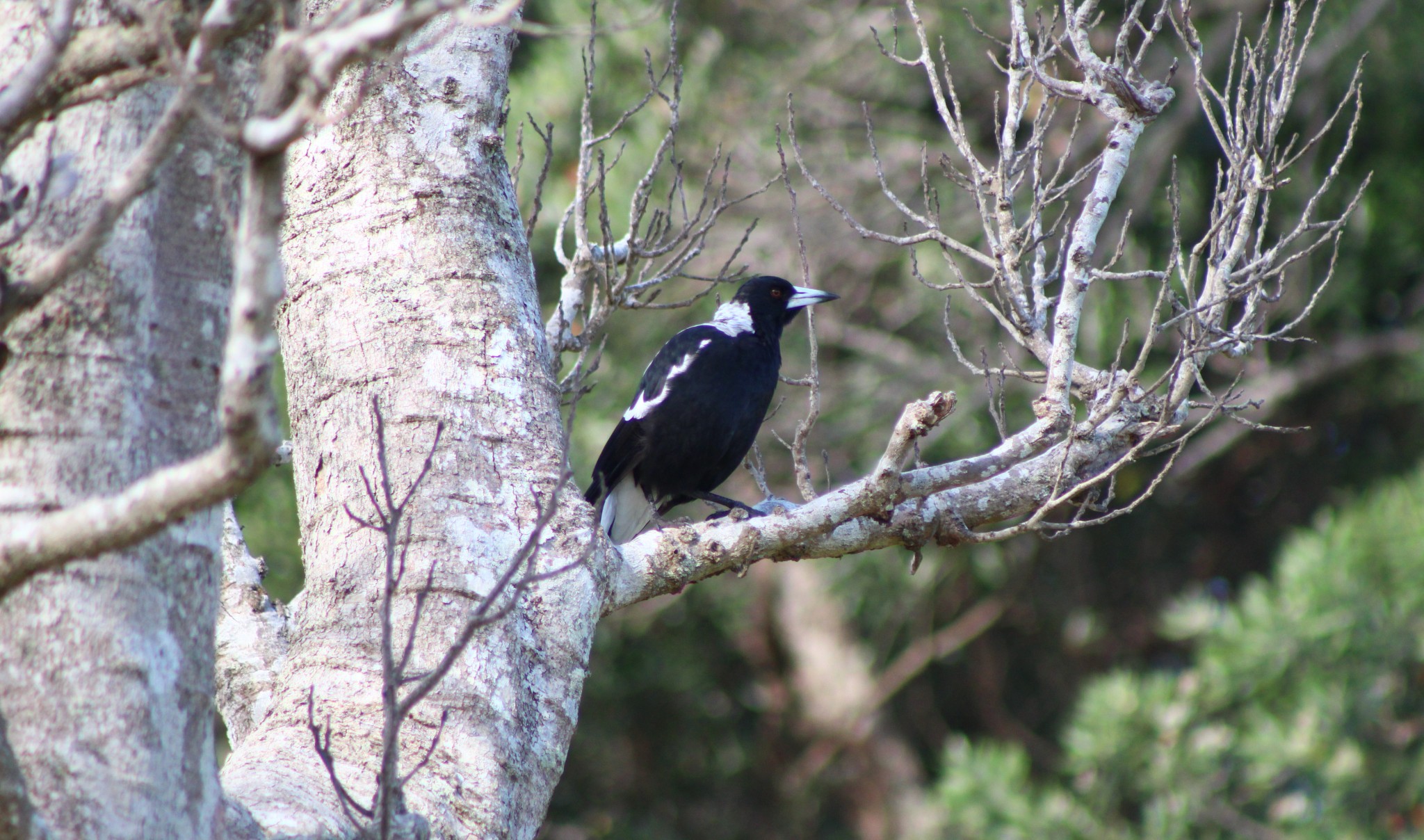 Magpie - Overview of Waiheke Island