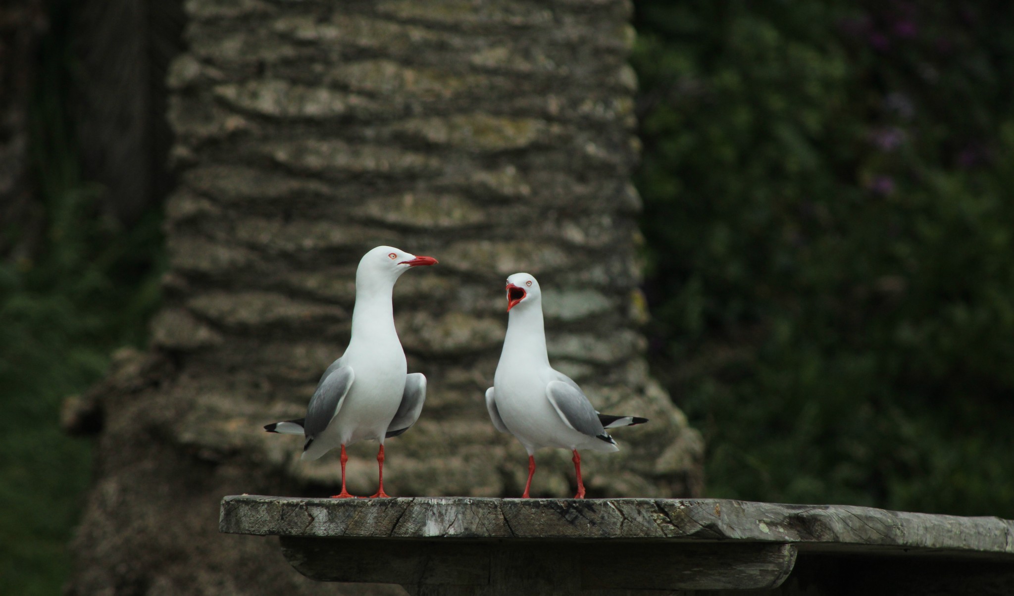 Red Billed Gull - Overview of Waiheke Island